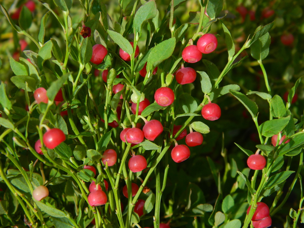 Grouse Whortleberry (Alpine Flora of the Southern Rocky Mountains ...