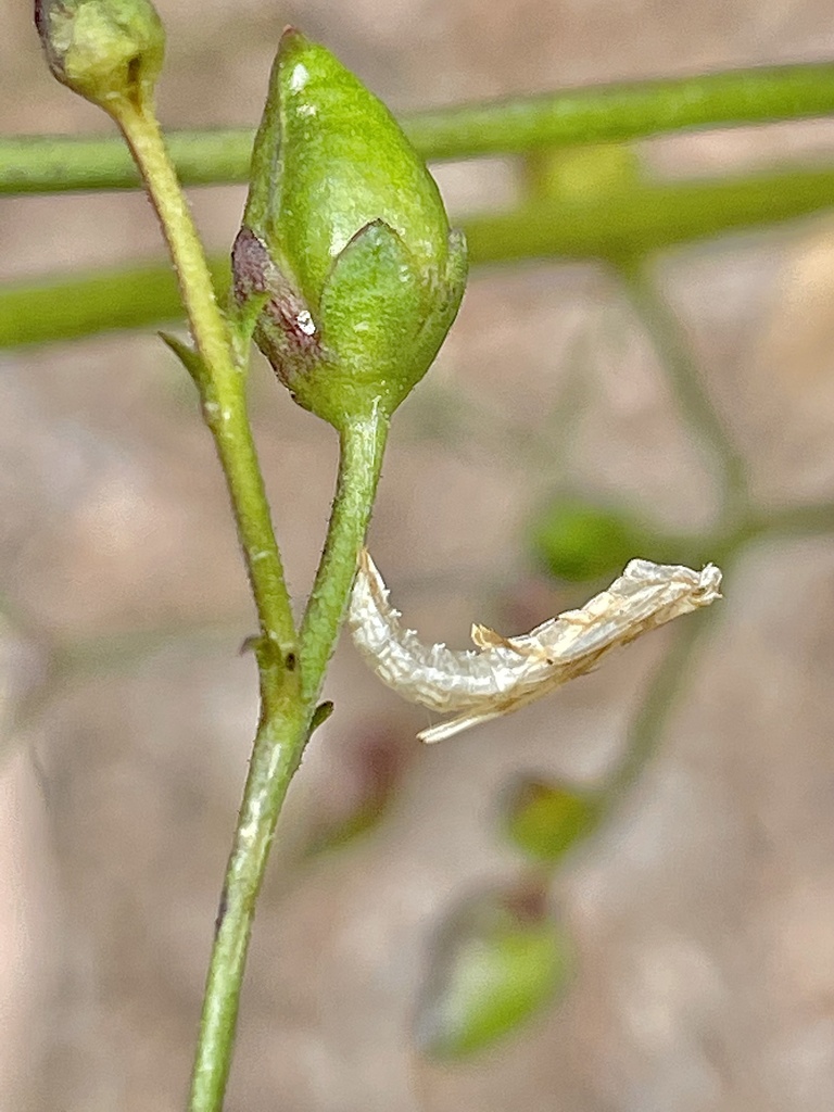 Plume Moths from Charles St, San Diego, CA, US on June 17, 2021 at 11: ...