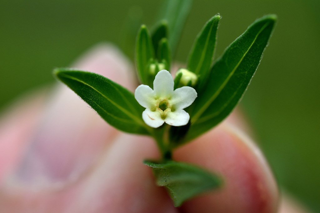 Common Gromwell from Пензенский р-н, Пензенская обл., Россия on June 14 ...