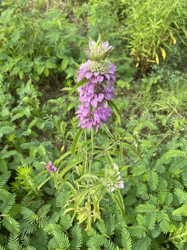 lemon beebalm from Worthington Access Dr, Maryland Heights, MO, US on ...