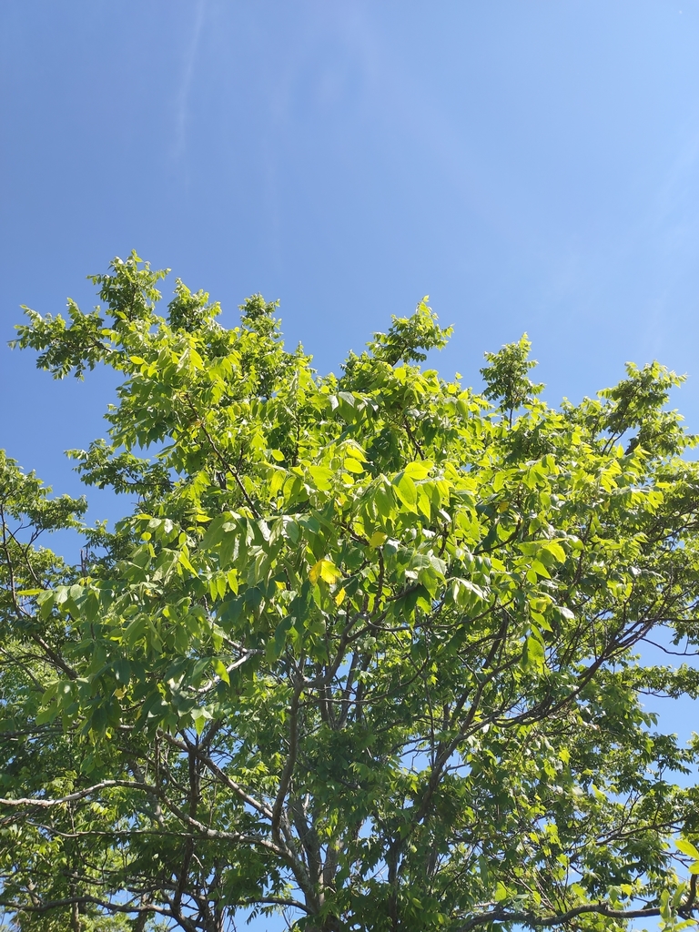 eastern black walnut from South Hero, VT 05486, USA on June 17, 2021 at ...