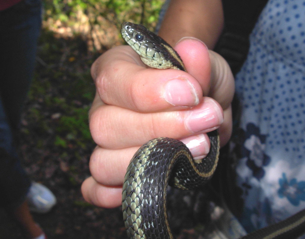 Thamnophis atratus desde Bouverie Preserve el28 de abril de 2008 de ...