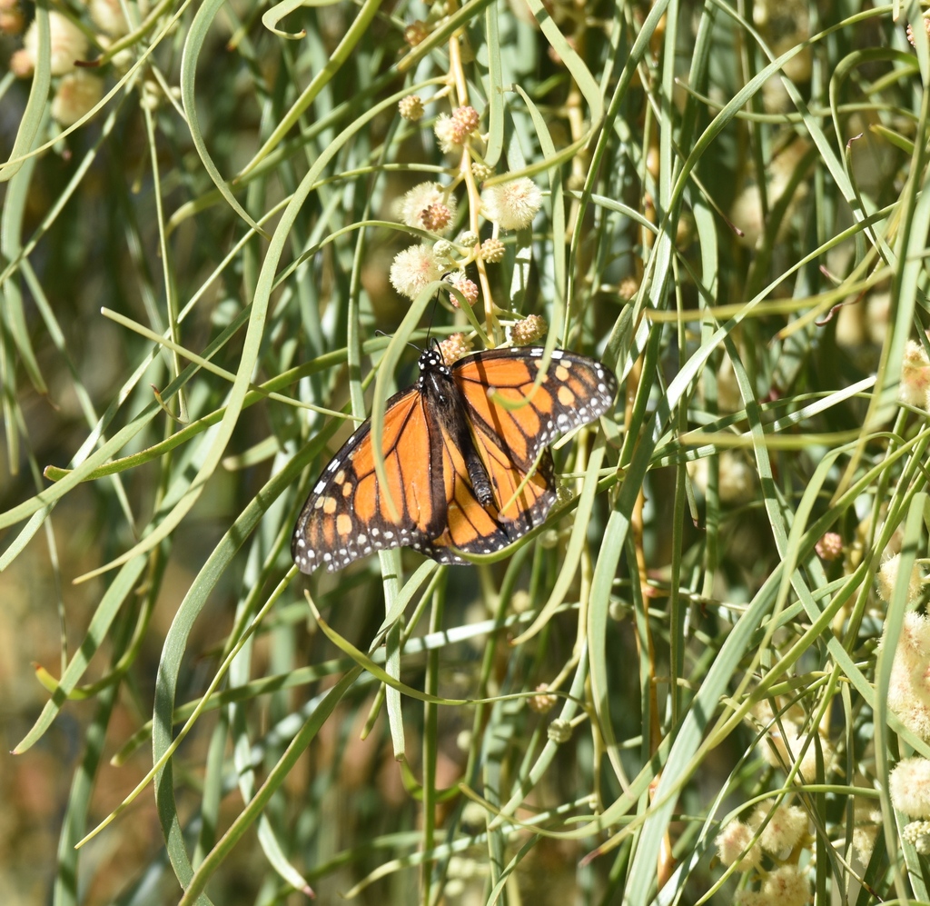 Monarch from Henderson Bird Viewing Preserve, NV on November 17, 2014 ...