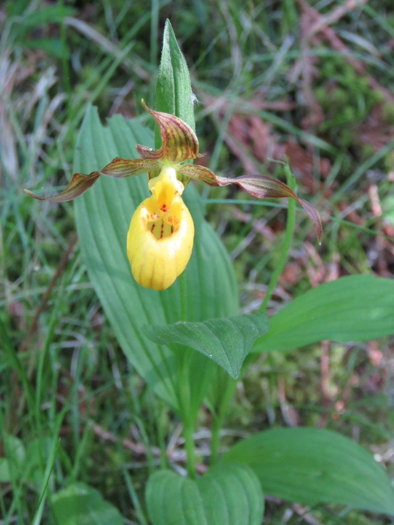 northern small yellow lady's slipper from Beltrami County, MN, USA on ...