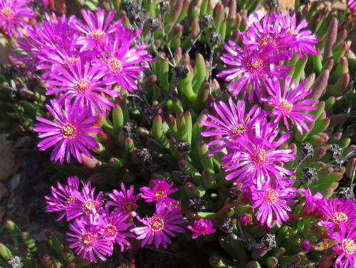 Lampranthus esterhuyseniae · iNaturalist United Kingdom