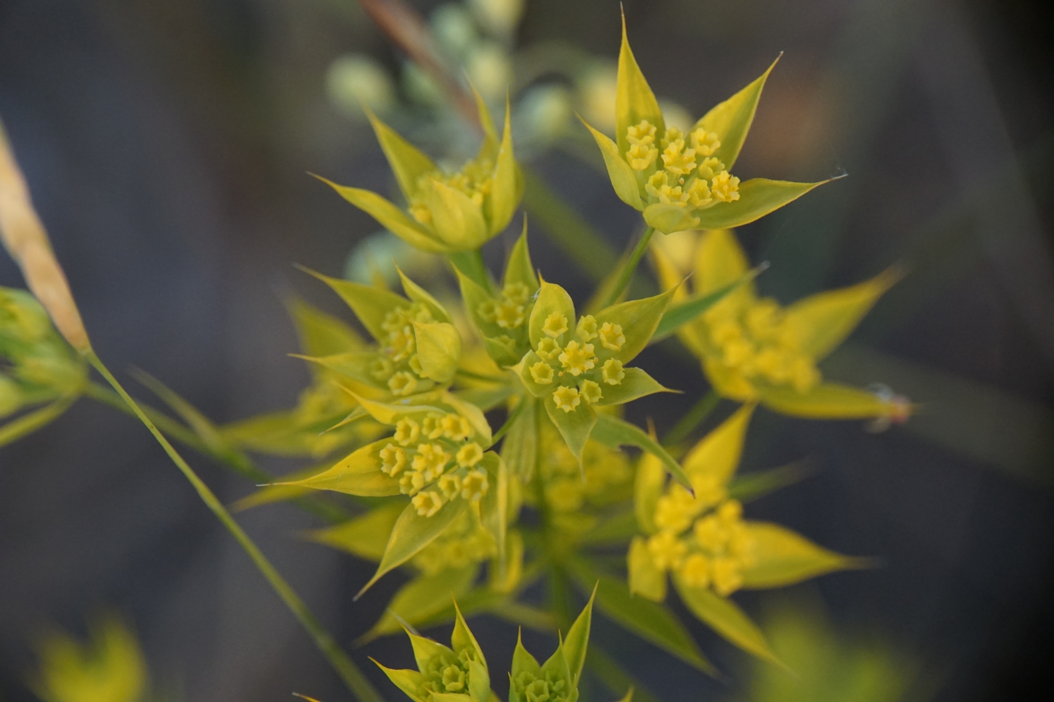 Bupleurum veronense Turra