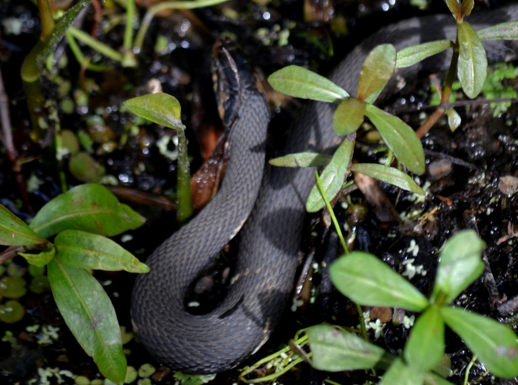 Broad-banded Watersnake (Nerodia fasciata confluens) - Snakes and Lizards