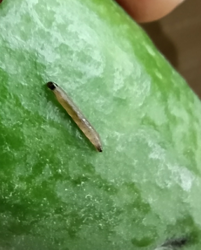 Australian guava moth from Huntsbury, Christchurch 8022, New Zealand on ...