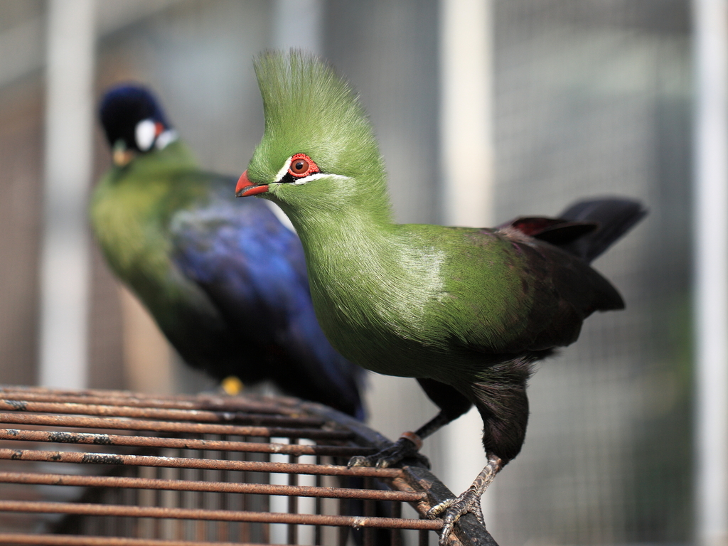 Guinea Turaco (Tauraco persa) - Avian Discovery