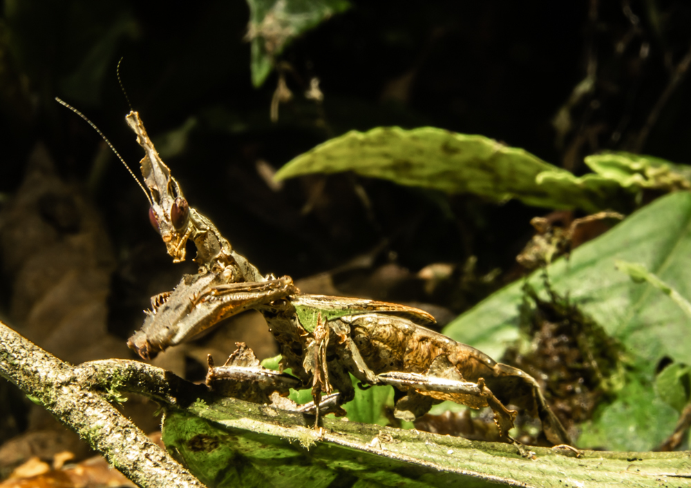 Dragon Mantis from Pastaza, Ecuador on October 07, 2019 at 08:23 PM by ...