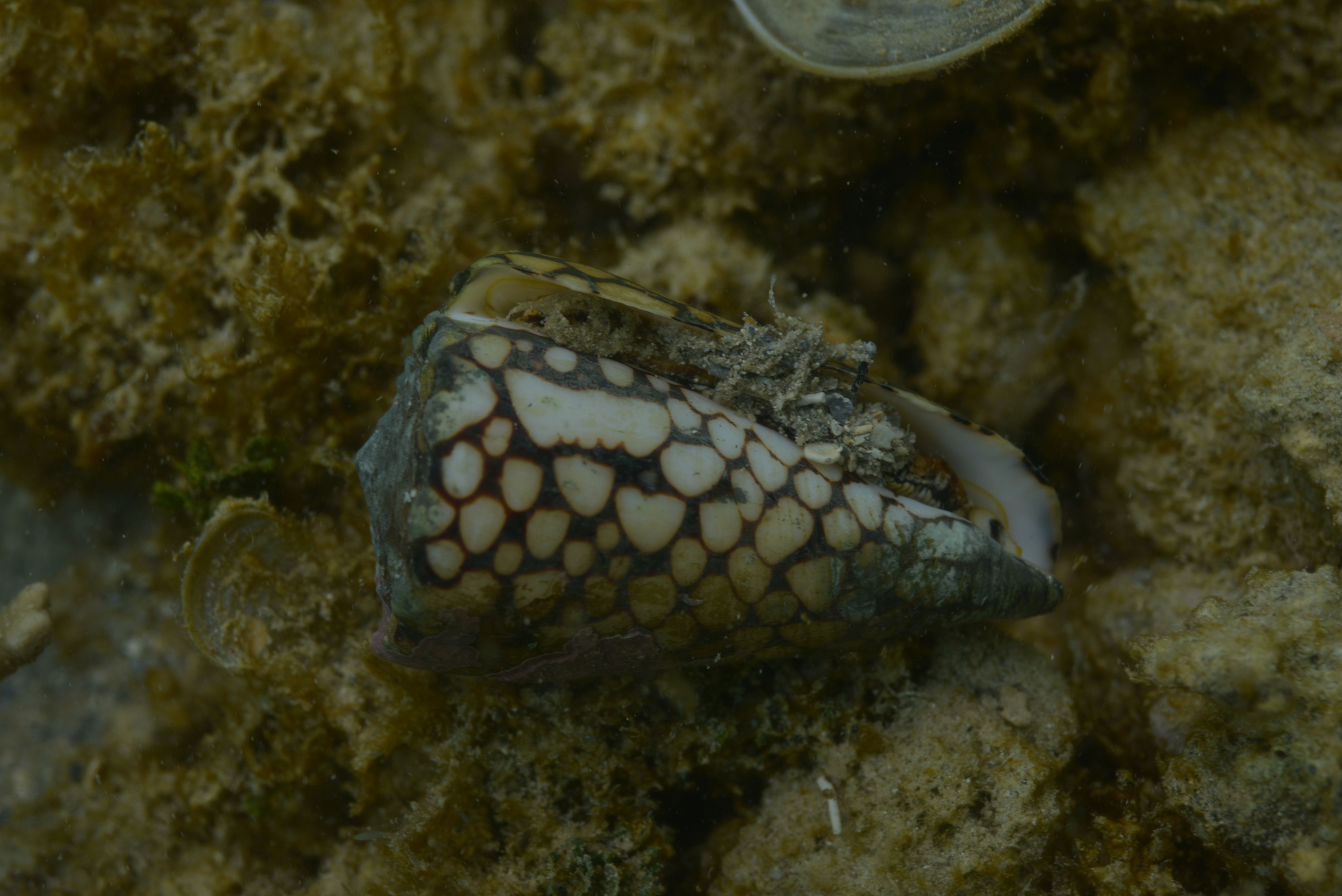 Conus marmoreus Linnaeus, 1758