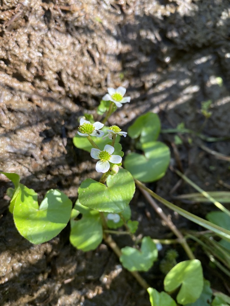 Floating Marsh-marigold in June 2021 by Adam Heikkila · iNaturalist