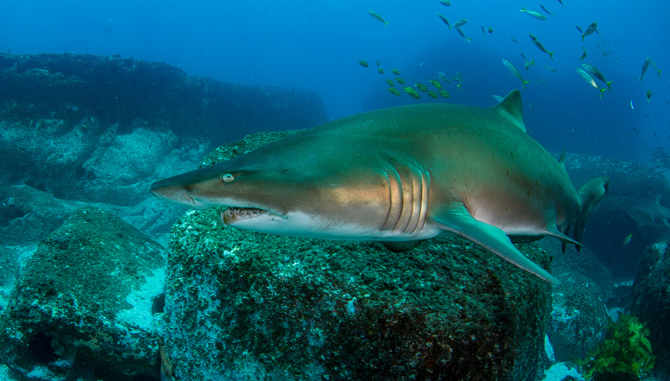 Mackerel Sharks (Lamniformes) - Marine Life Identification