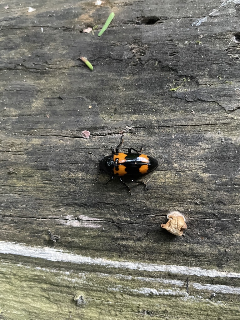 Pleasing Fungus Beetle from Cuyahoga Valley National Park, Peninsula ...