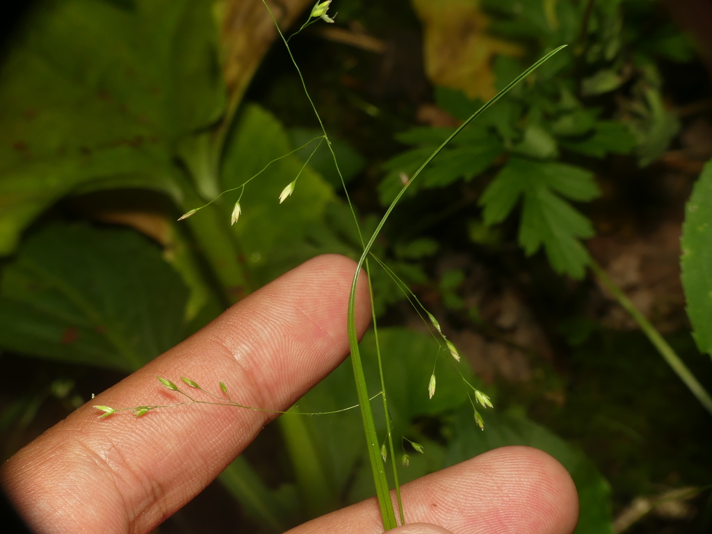 Bog Bluegrass in June 2021 by Shaun Pogacnik · iNaturalist