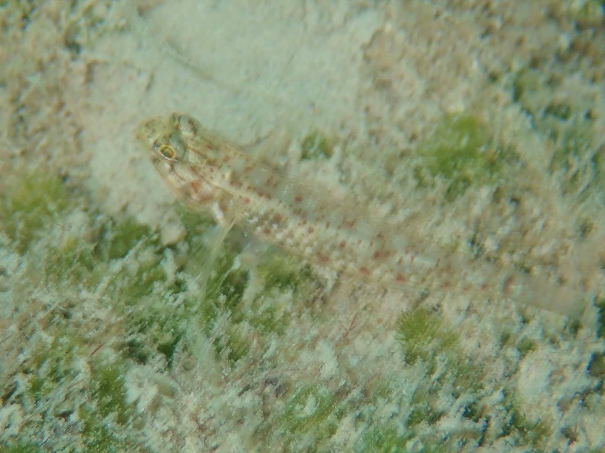 Coryphopterus dicrus Böhlke & Robins, 1960