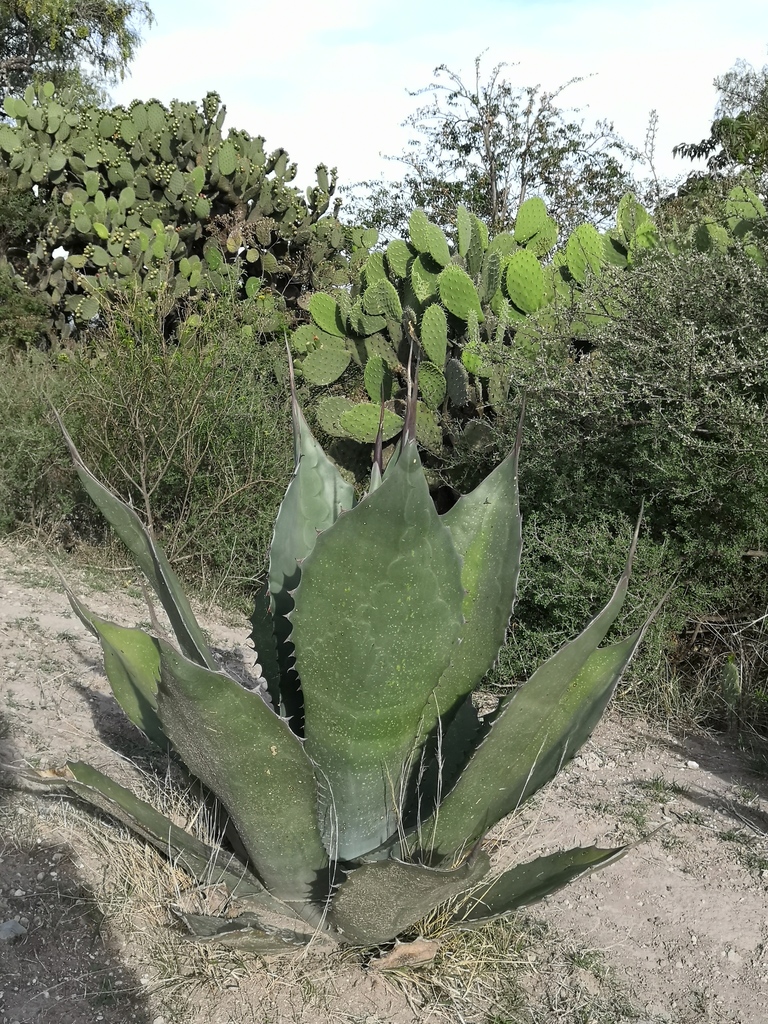 Pulque agave from San Miguel Zozutla, Pue., México on May 26, 2021 by ...
