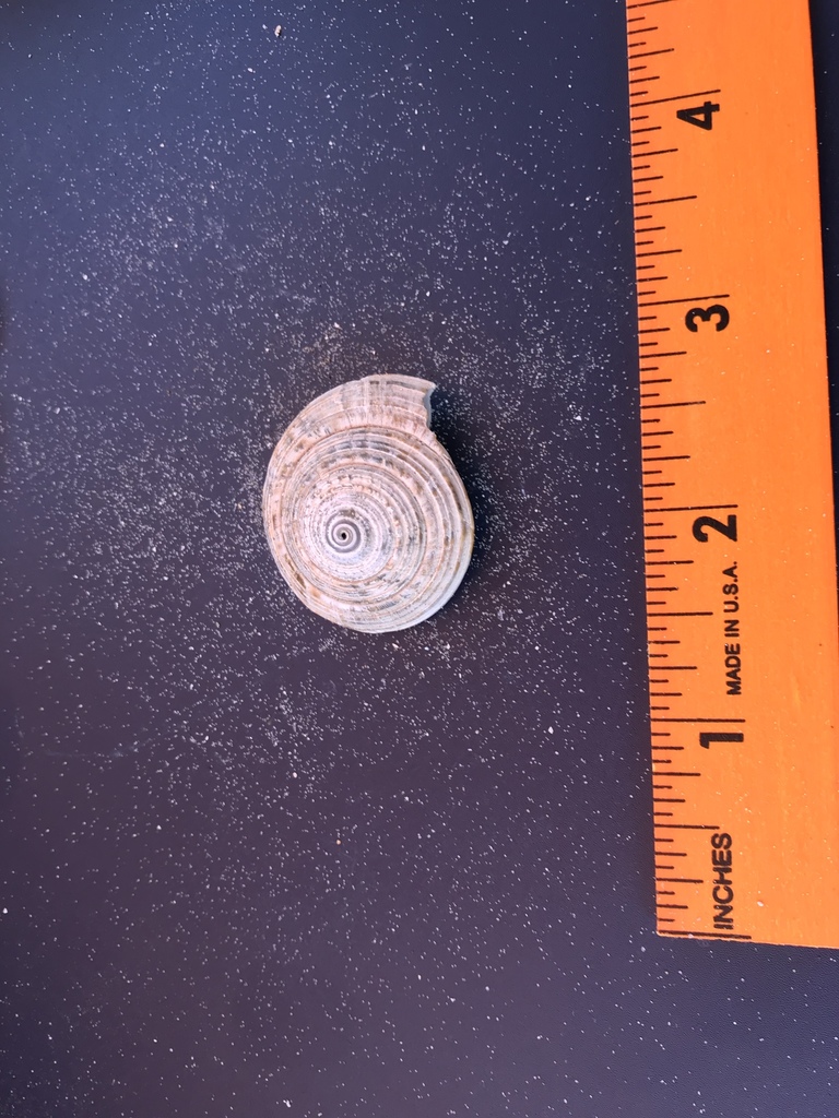 Common Sundial from Gulf of Mexico, Galveston, TX, US on February 05 ...