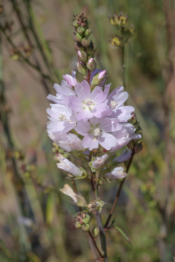 Meadow Checker-mallow from Lane County, OR, USA on June 17, 2021 at 05: ...