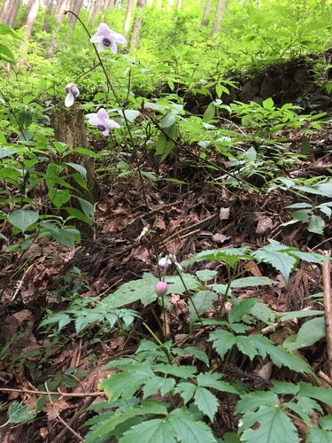 False anemone (Anemonopsis macrophylla) · iNaturalist