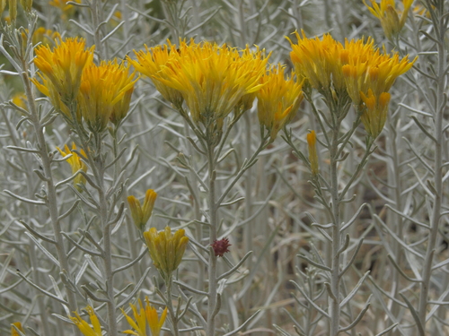 Variedad Ericameria nauseosa hololeuca · iNaturalist Mexico