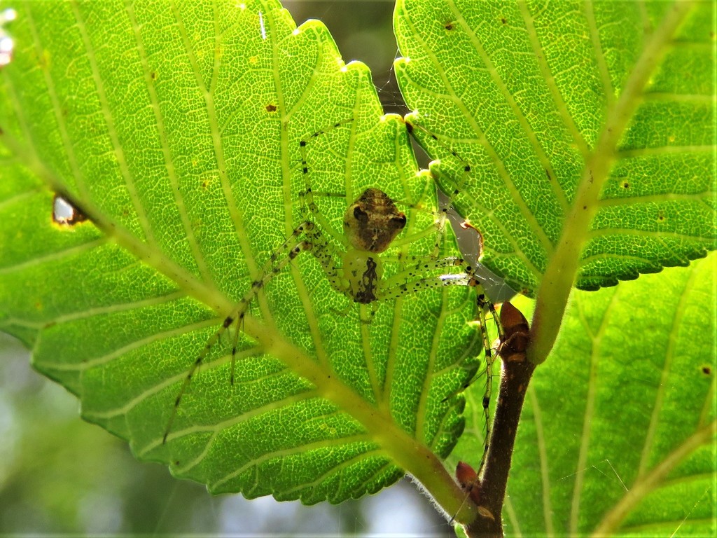 Cannibal Spiders from Timberlake Field Station, Mills Co., Texas, USA ...