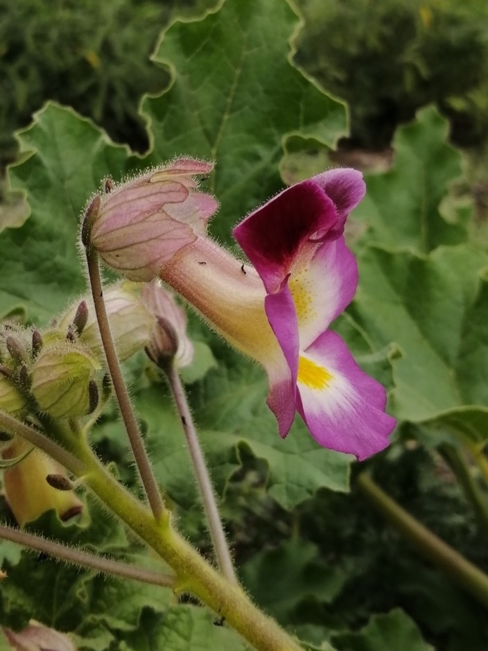 Proboscidea louisianica subsp. fragrans (Lindl.) Bretting