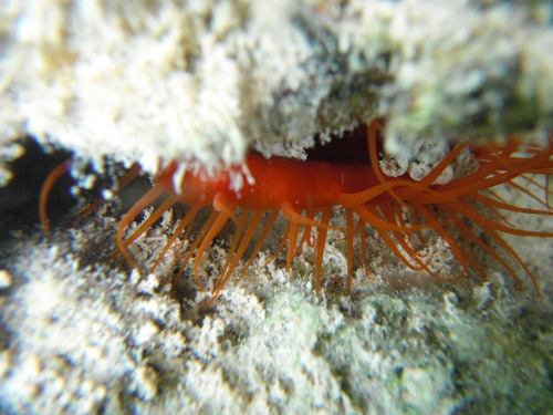 Flame Scallop (Lima scabra) · iNaturalist