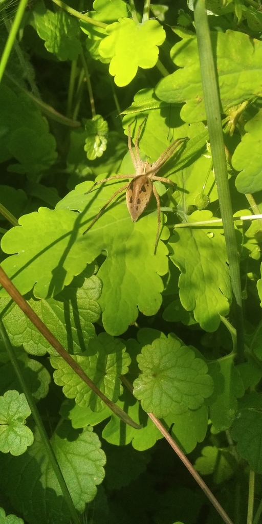 European Nursery Web spider from Vasyl'kivs'kyi, Kiev, Ukraine on June ...