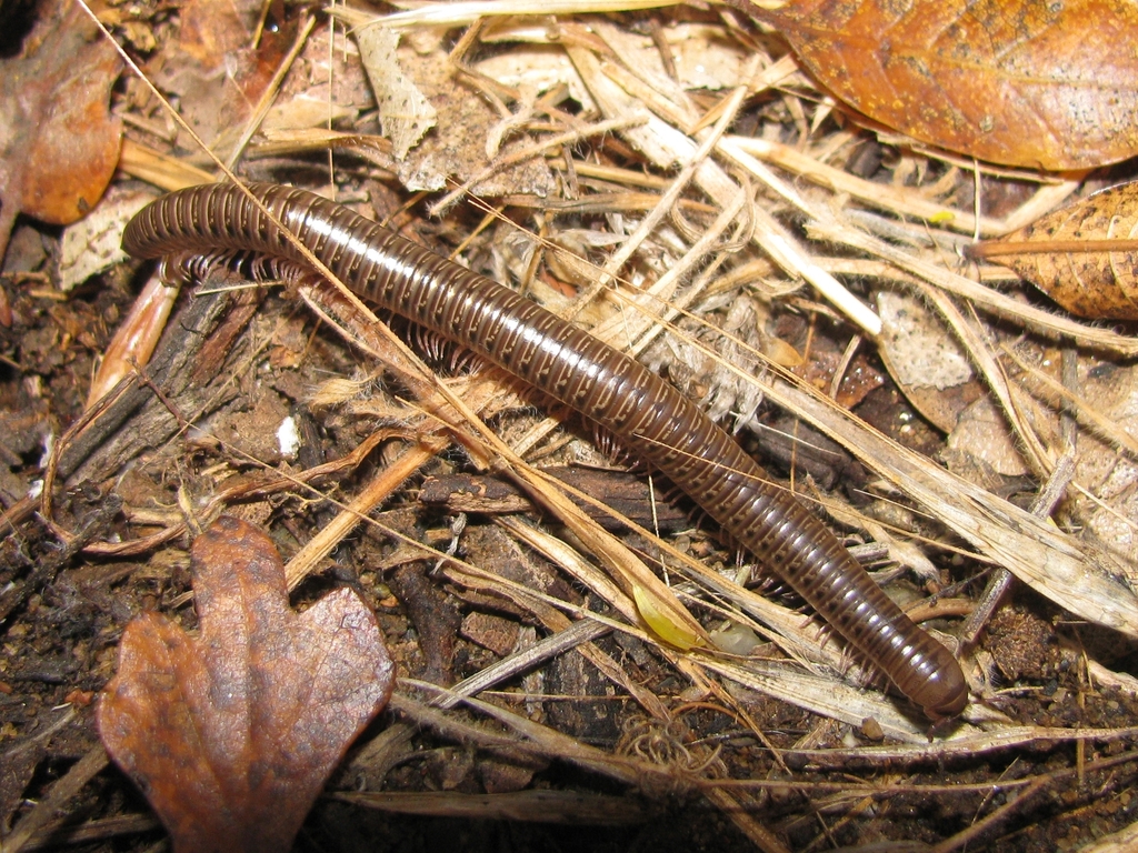Julida (Invertebrates of the Overton Park Night Hike BioBlitz 2016 ...