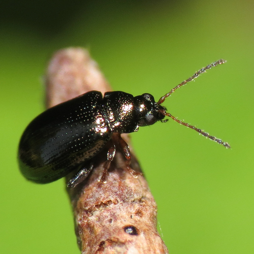 Spencer's Flea Beetle (Crepidodera spenceri) wildspecies.ca