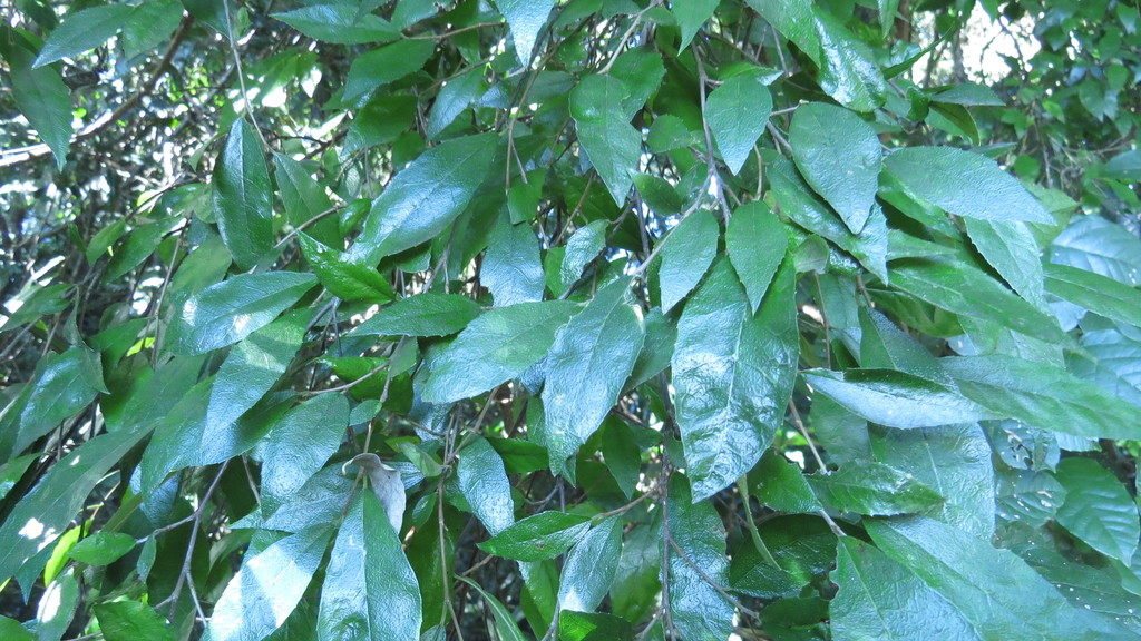 whalebone tree from Numinbah Valley QLD 4211, Australia on June 18 ...