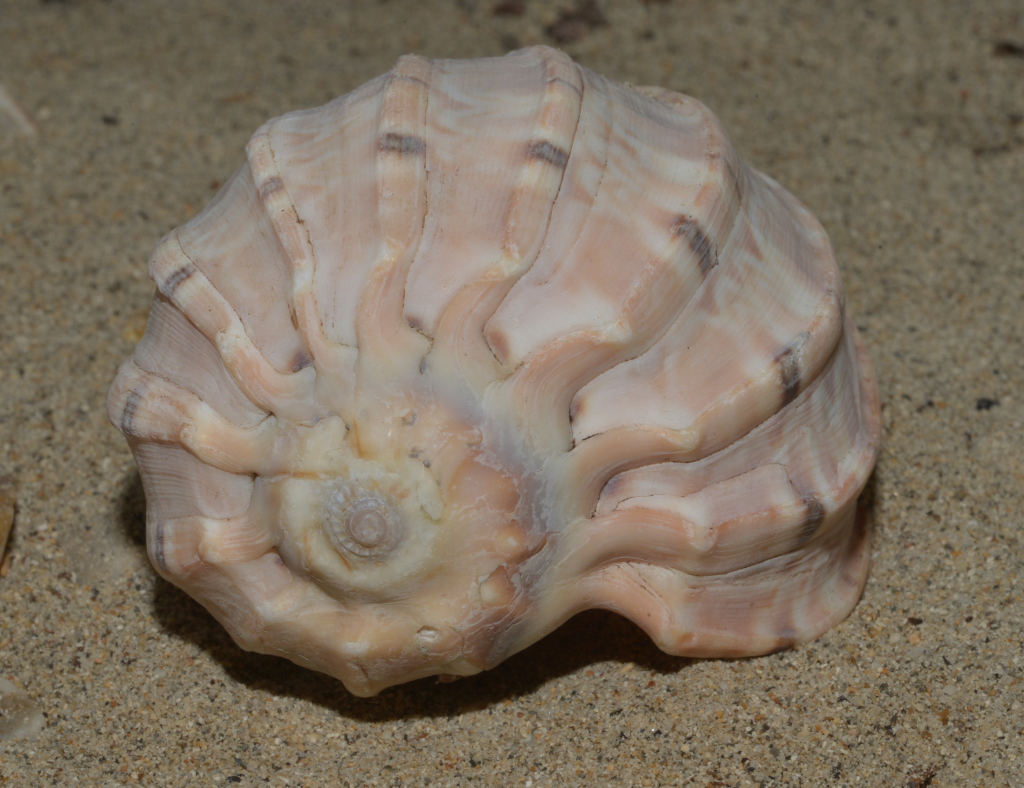 Harpa major Röding, 1798