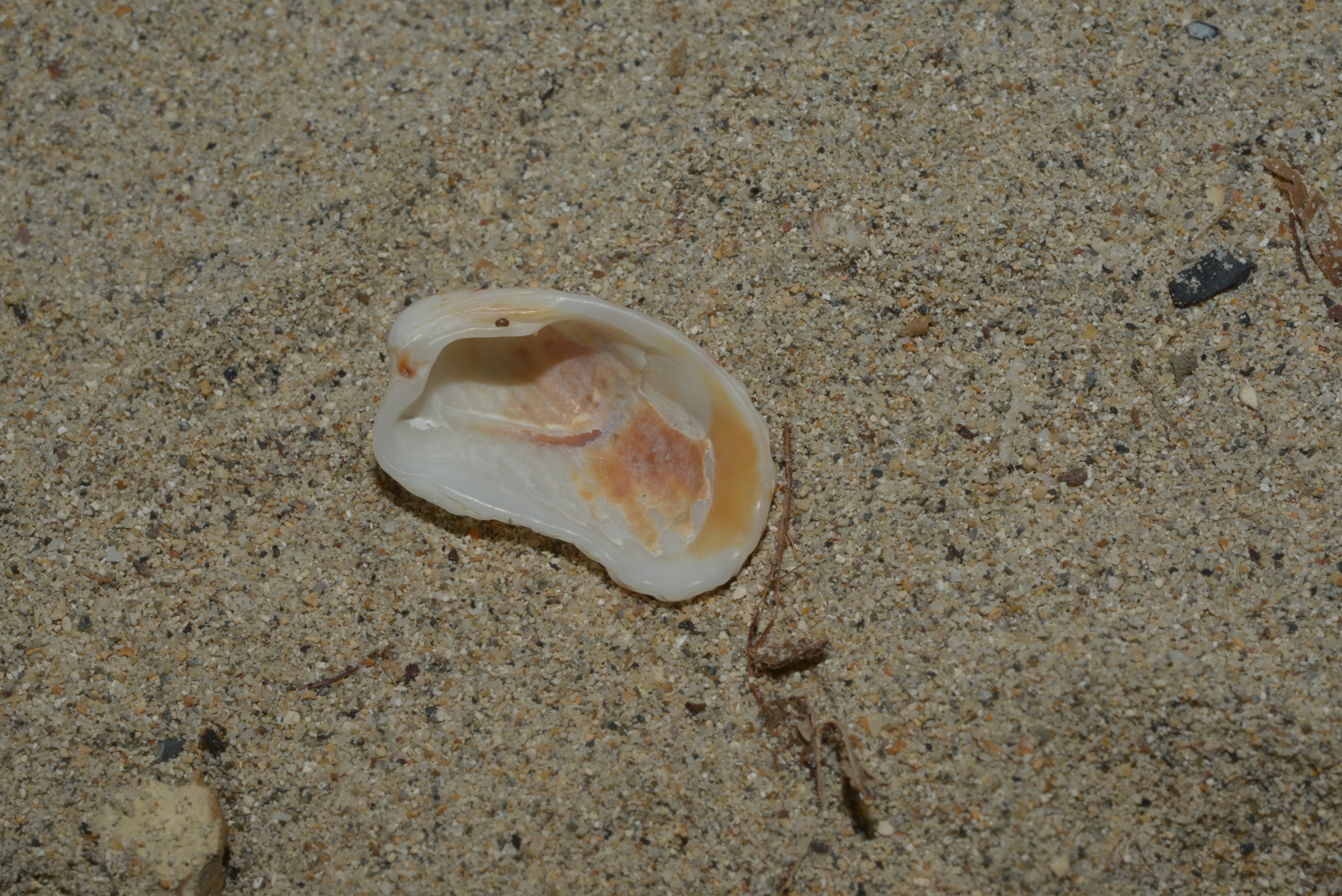 Cardita variegata Bruguière, 1792