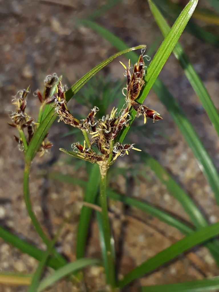 Purple Nutsedge (Cyperus rotundus rotundus) - Botanical Realm