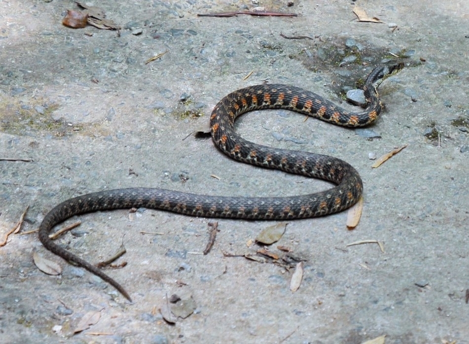 Tiger Keelback (Rhabdophis tigrinus) - Snakes and Lizards