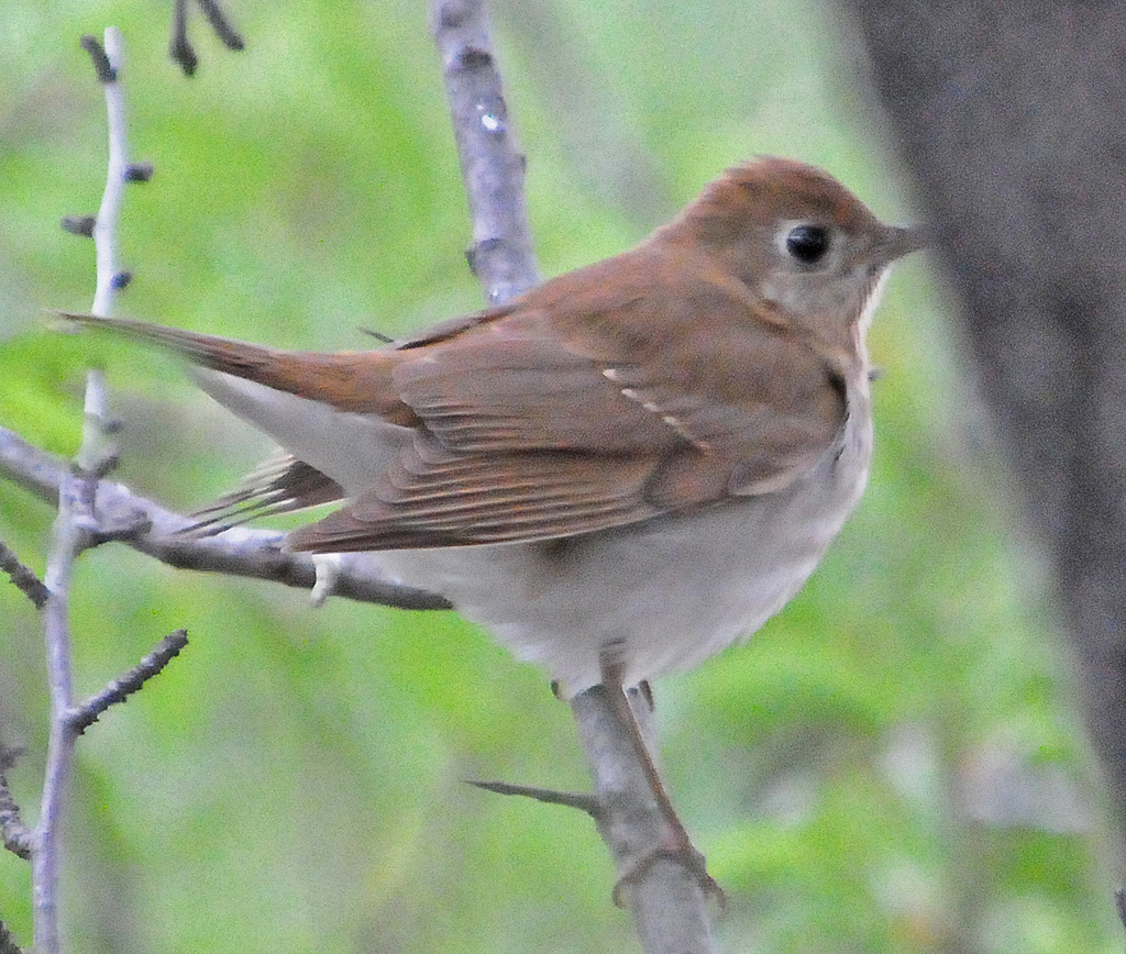 Veery (The Birds of Pratt) · iNaturalist