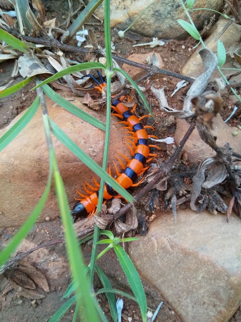Indian Tiger Centipede in December 2019 by Viral joshi · iNaturalist