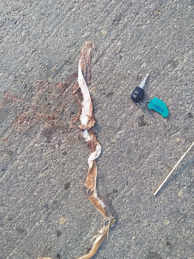 Colubrine Snakes from Kongalaveedu, Andhra Pradesh, India on February ...