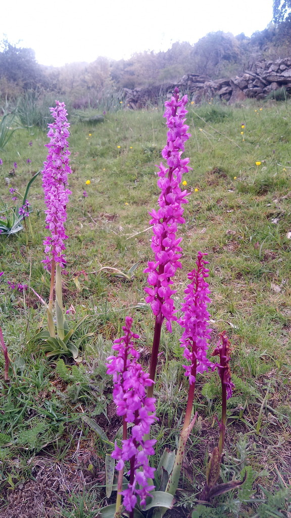 Early Purple Orchid from Madrid, España on May 3, 2021 at 07:37 PM by ...