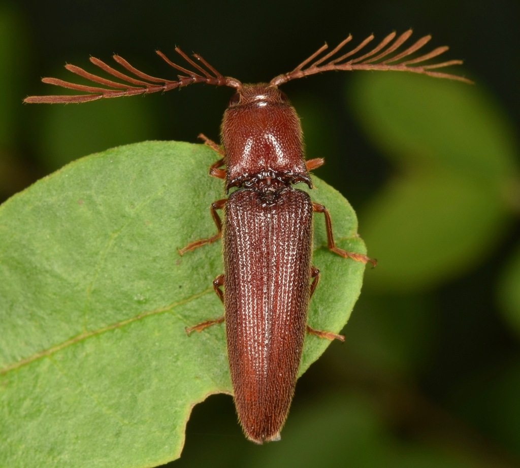 Dicrepidius palmatus (Click Beetles of the United States) · iNaturalist
