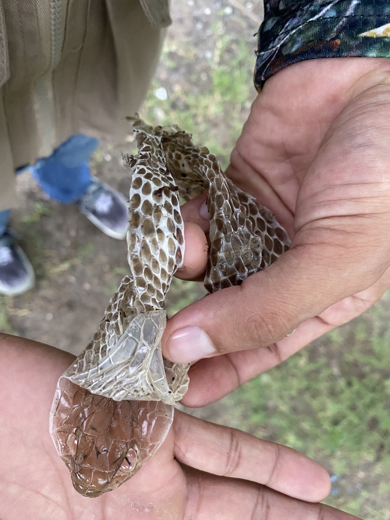 Central American Indigo Snake from reserva estatal arroyo moreno, Boca ...