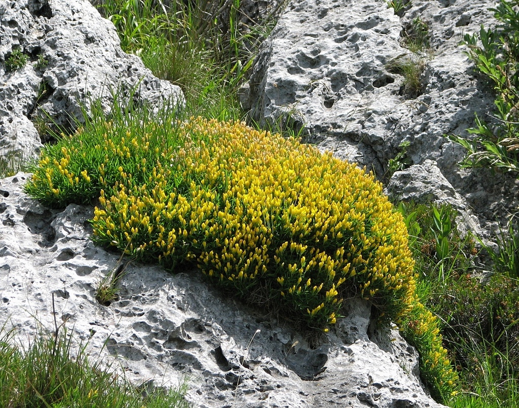 Silky Broom (Genista sericea) - Botanical Realm