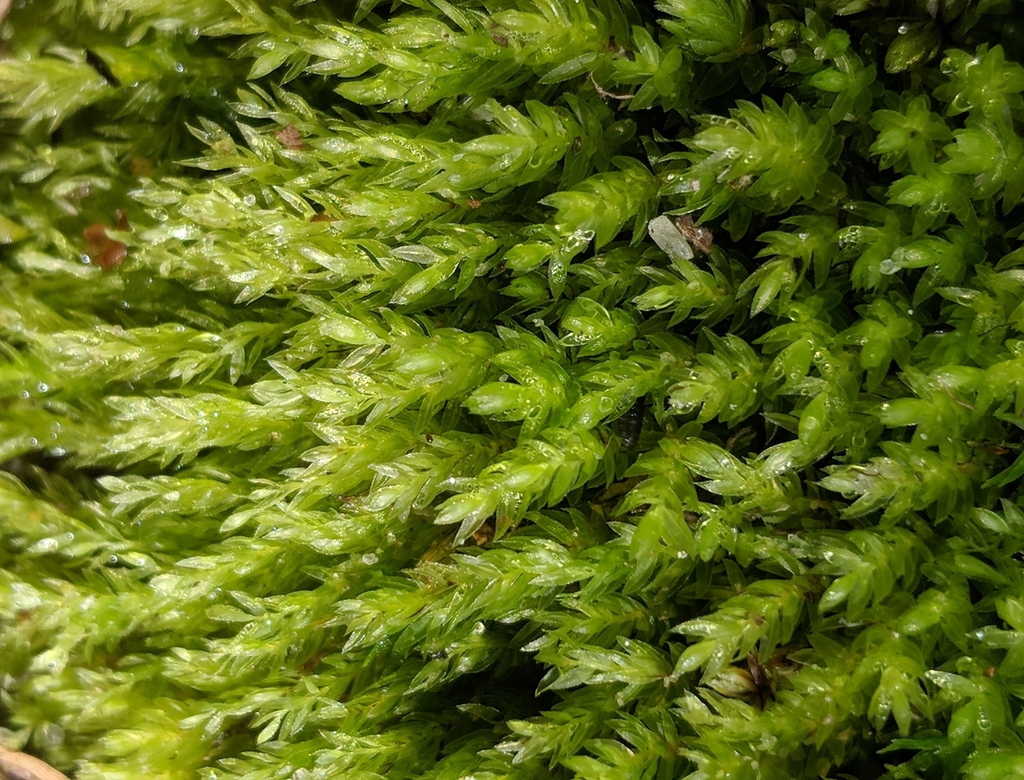 mosses from West Tisbury, MA, USA on June 15, 2021 at 03:11 PM by ...