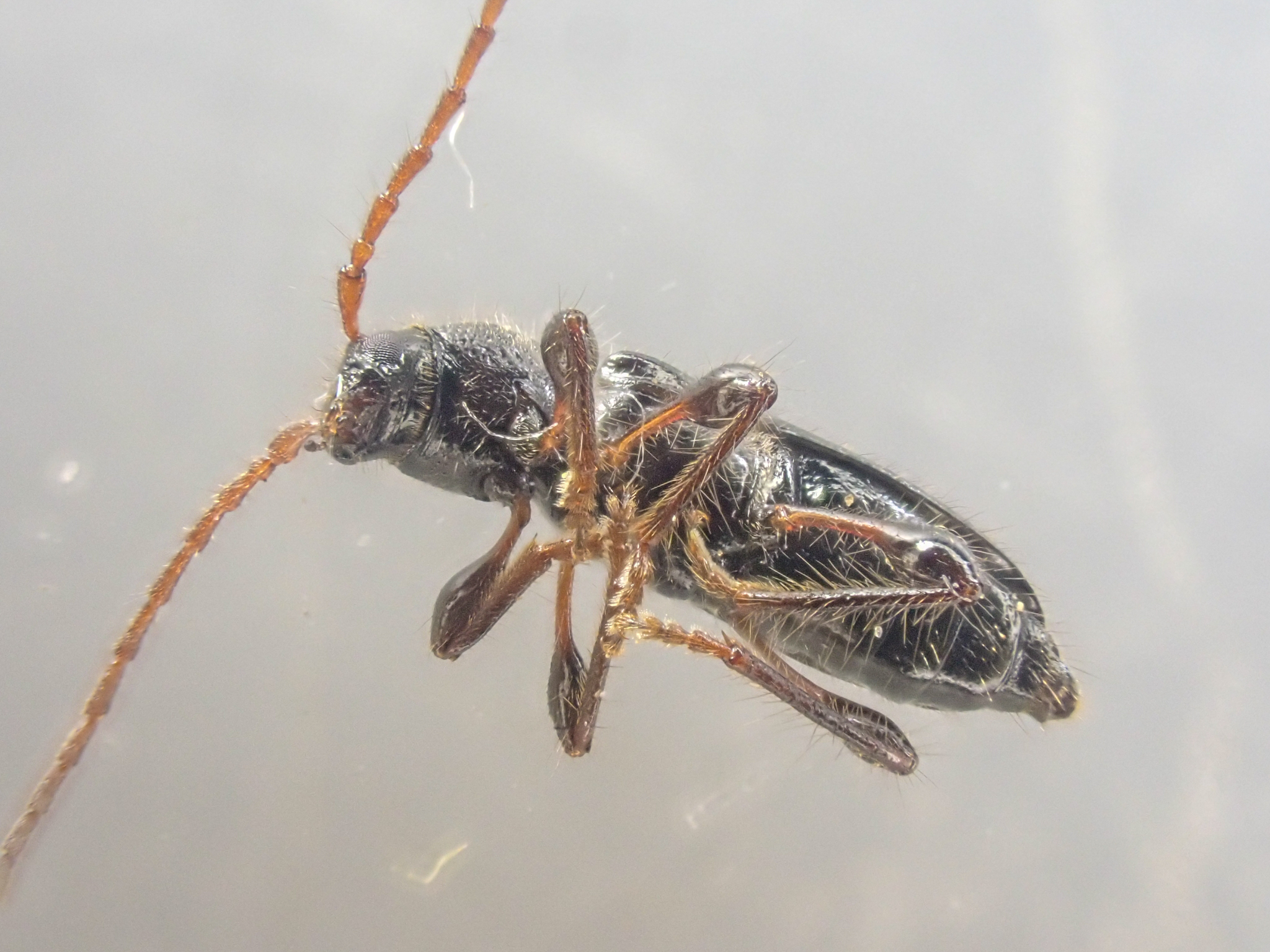 Phymatodes nitidus LeConte, 1874