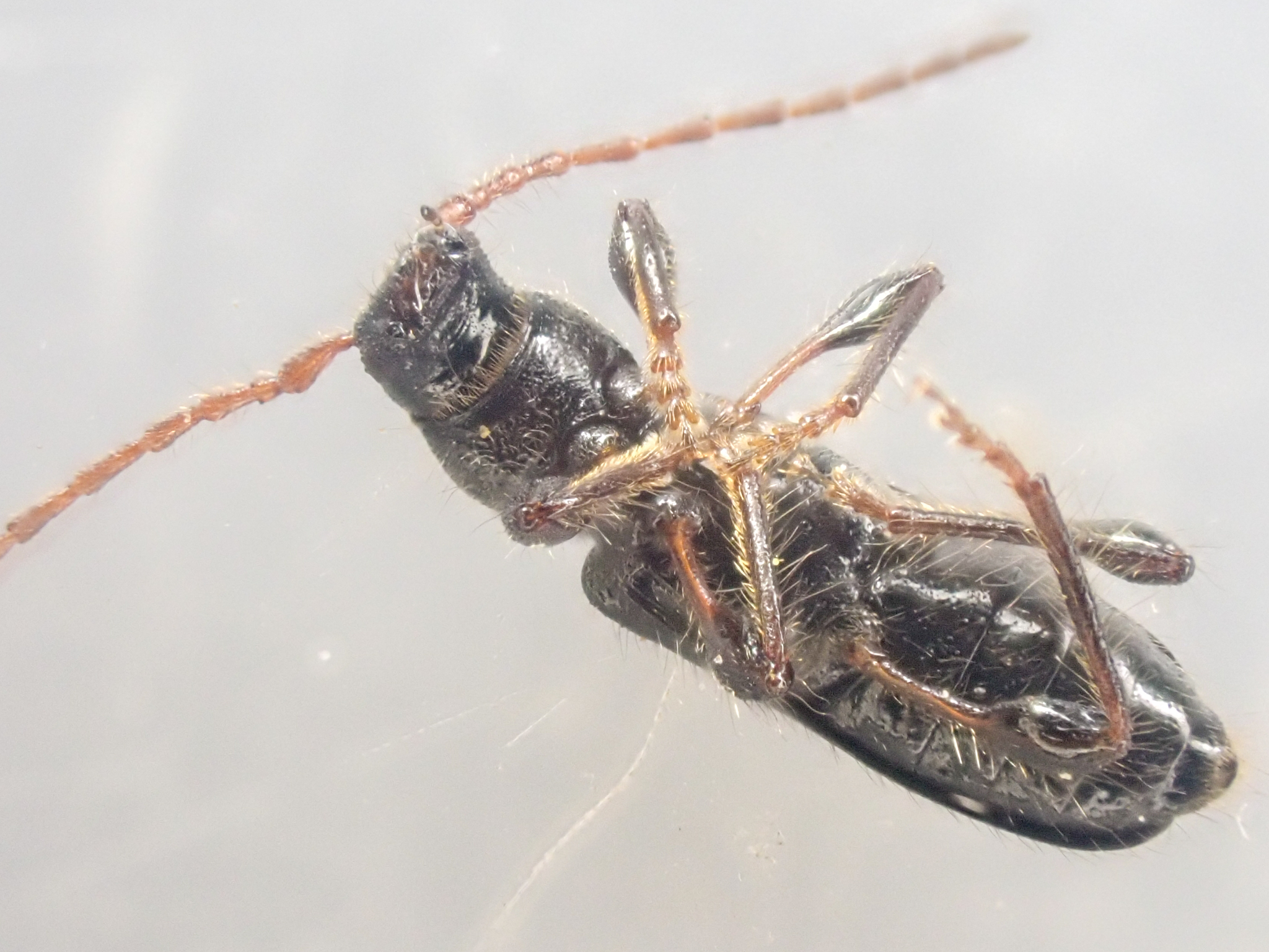 Phymatodes nitidus LeConte, 1874