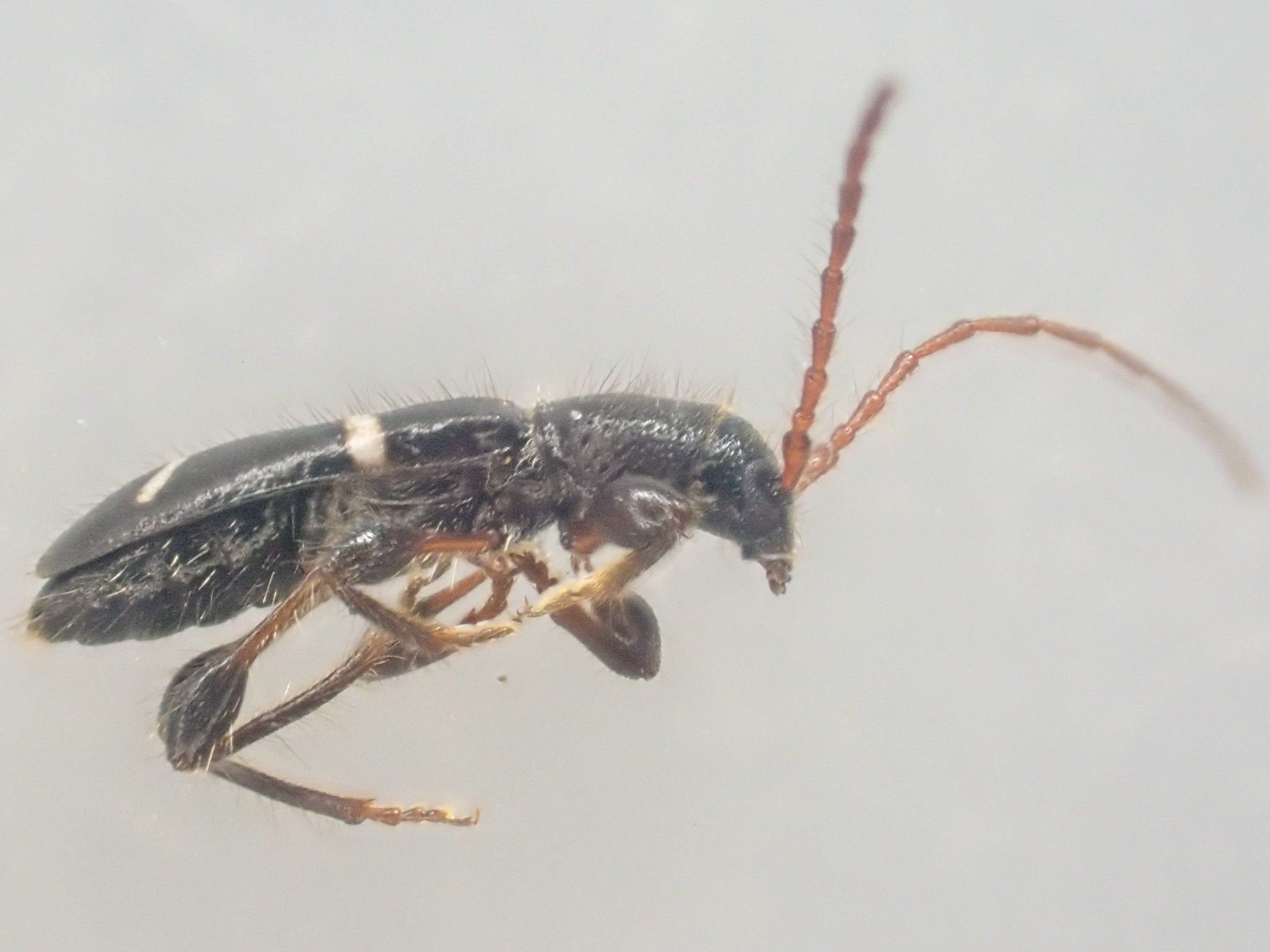 Phymatodes nitidus LeConte, 1874