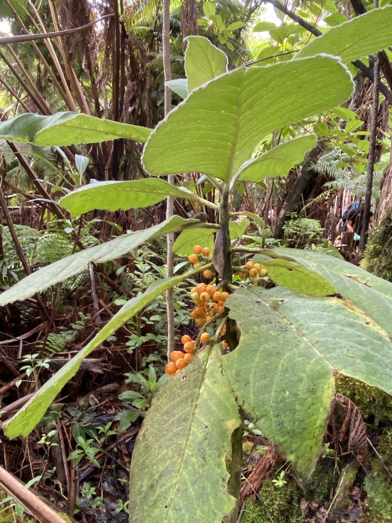 Hāhā (Cyanea) - Botanical Realm