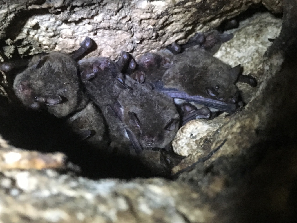 Southeastern Myotis (MatBio: MAMMALS -Matanzas Biodiversity ) · iNaturalist
