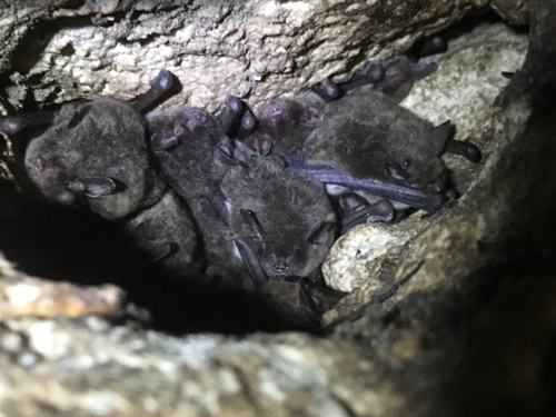 Southeastern Myotis (MatBio: MAMMALS -Matanzas Biodiversity ) · iNaturalist